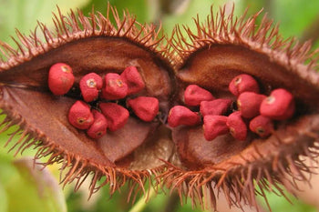 ¿Qué es el achiote? – Valle Andino